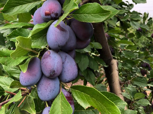 Chile Prunes Association – Exportación de Ciruelas Deshidratadas